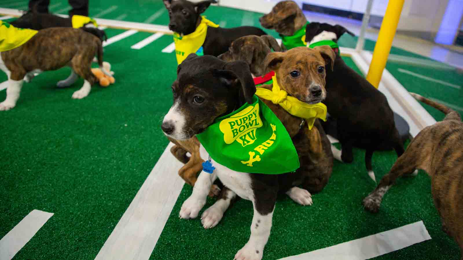 Puppy Bowl 2025: How to watch, stream before the Super Bowl – NBC ...
